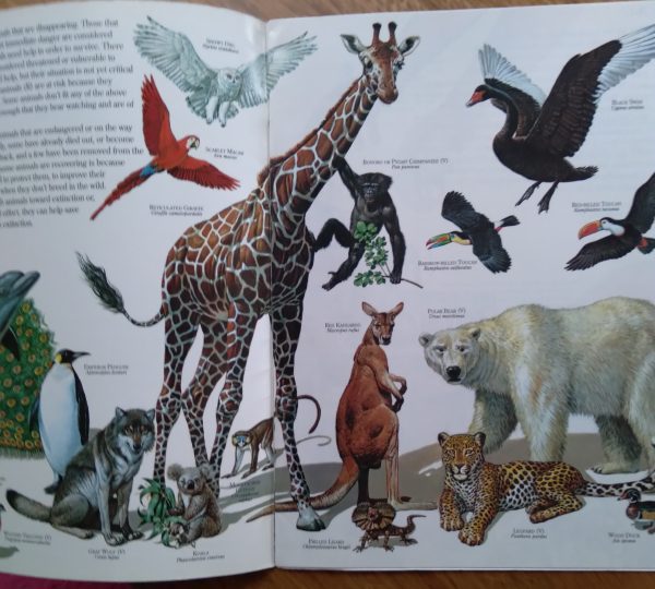 Magazine em inglês Zoobook Endangered Animals. Ed Wildlife education ...